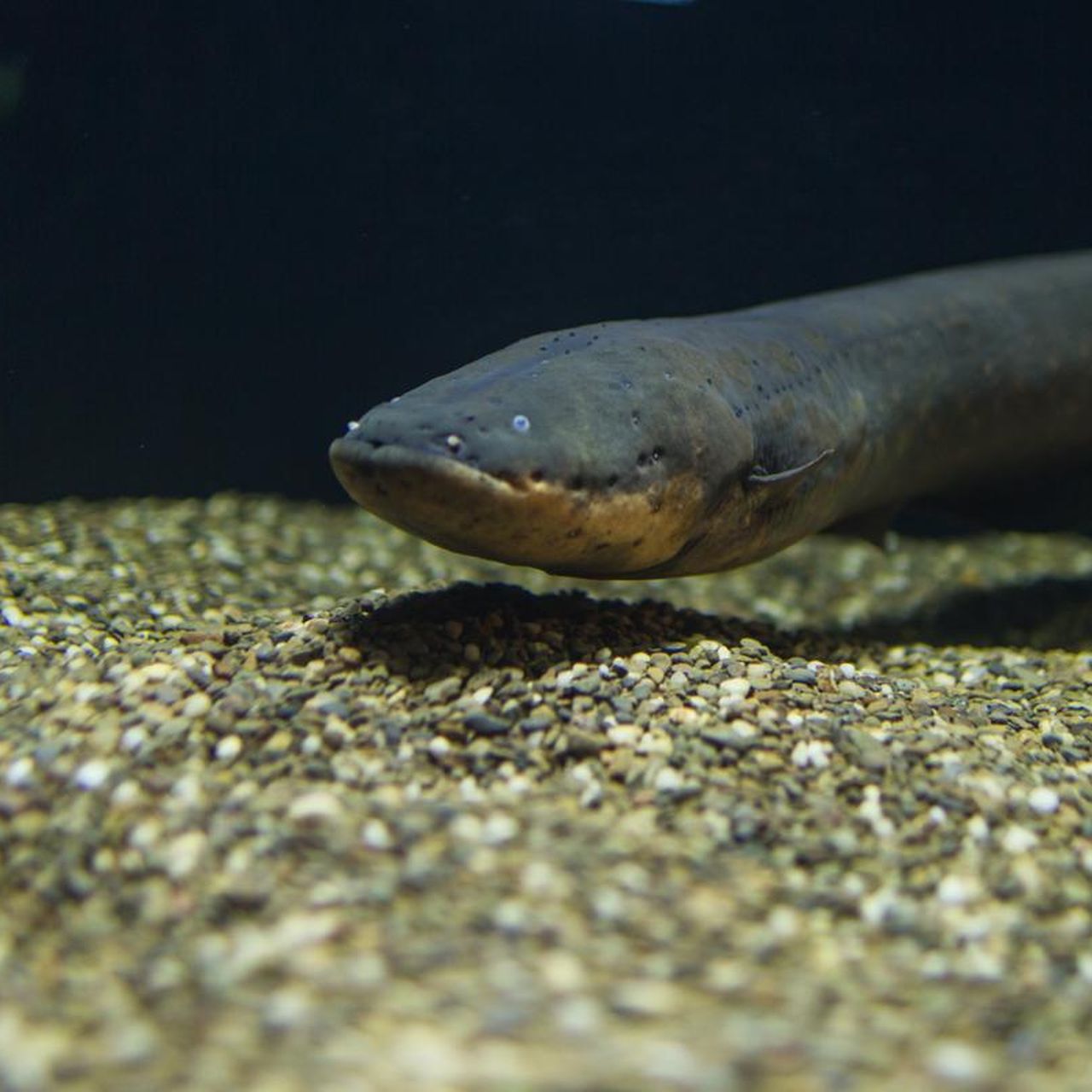 electric eel attack sound