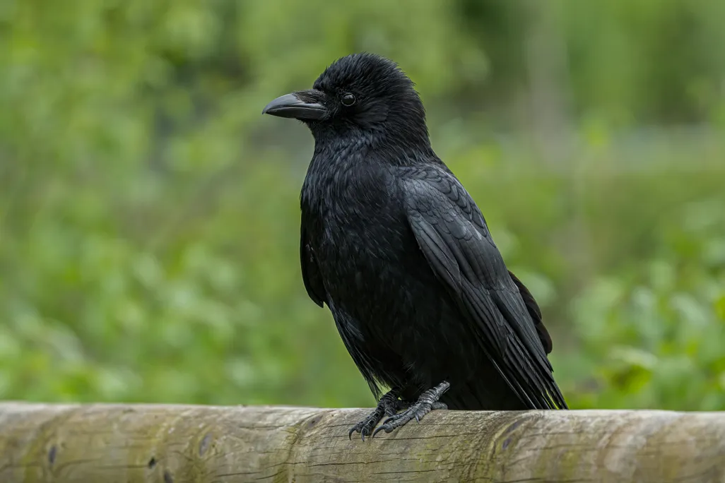 crow bird