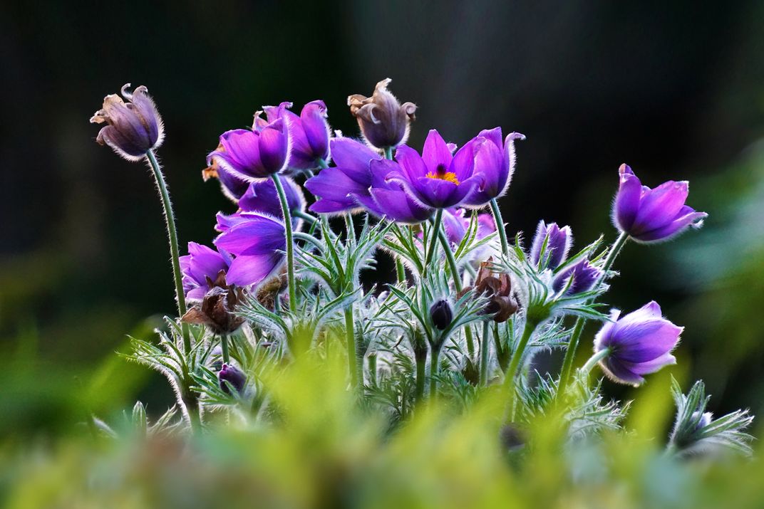 The Three Ages of Flower | Smithsonian Photo Contest | Smithsonian Magazine