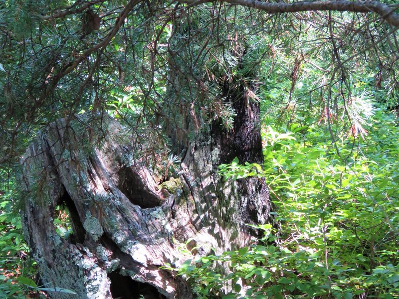 Many Faces of Nature | Smithsonian Photo Contest | Smithsonian Magazine