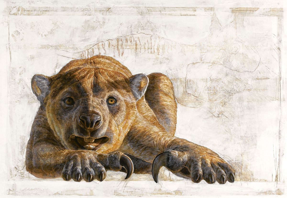 can thylacoleo fit in caves