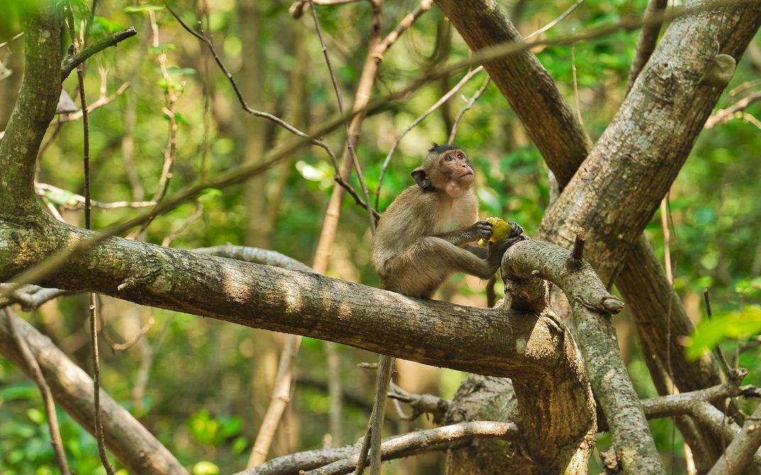 Can Gio Macaca Monkey | Smithsonian Photo Contest | Smithsonian Magazine