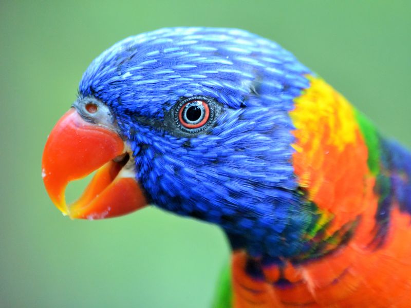 Rainbow Lory | Smithsonian Photo Contest | Smithsonian Magazine