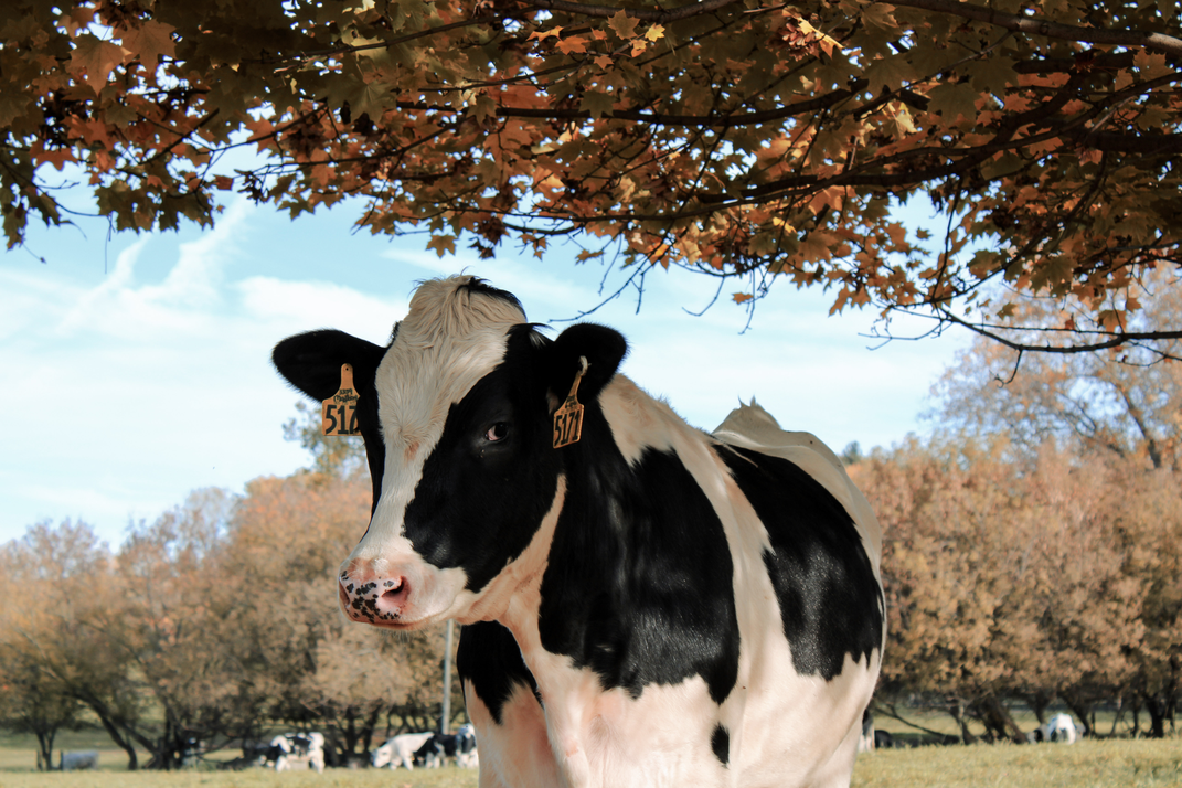 A dairy cow posing for their picture | Smithsonian Photo Contest ...