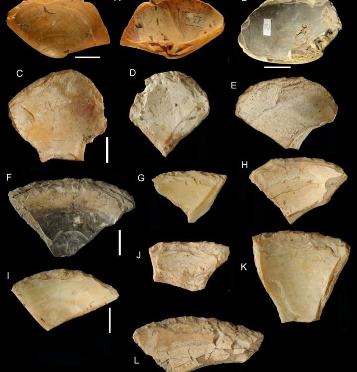 To Craft Cutting Tools, Neanderthals Dove for Clam Shells on the Ocean ...