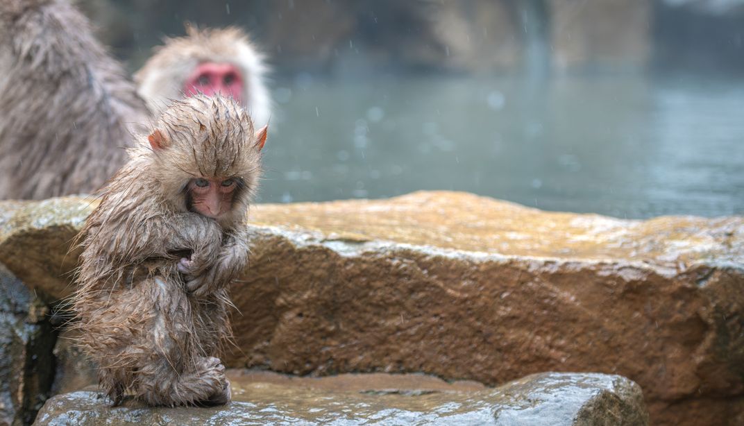 Baby monkey at Jigokudani Monkey Park,Japan | Smithsonian Photo Contest ...