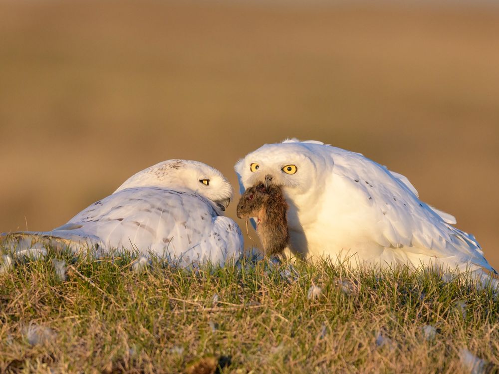 Snowy Owls Hunting