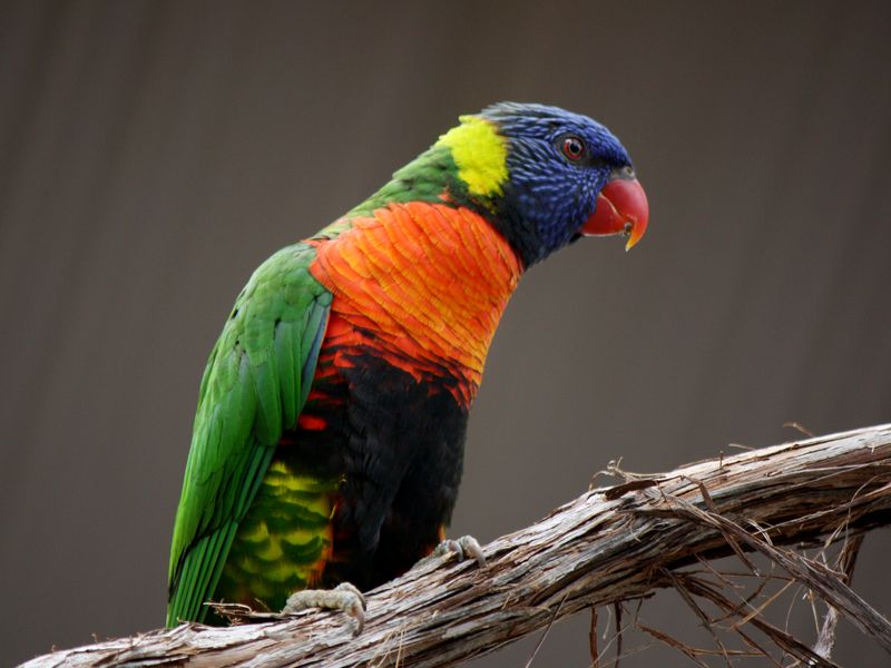 Colorful Bird in a Colorless World | Smithsonian Photo Contest ...
