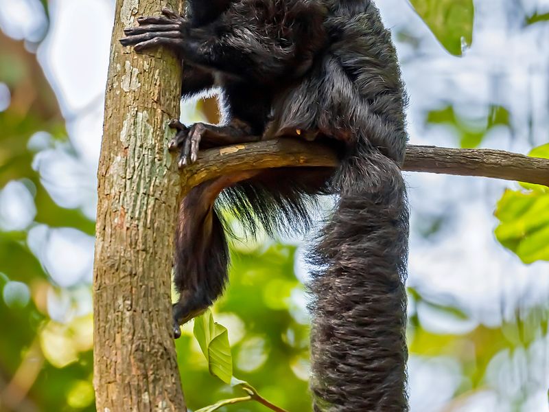 Saki Monkey Male | Smithsonian Photo Contest | Smithsonian Magazine