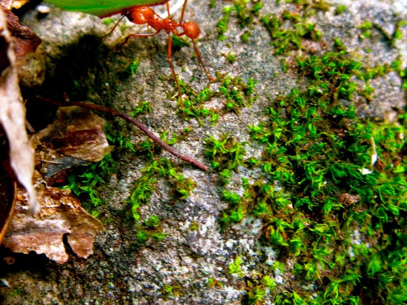 An ant in a streaming line of ants carrying tiny pieces of leaves to ...