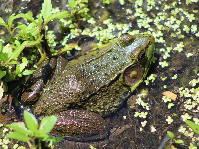 Bullfrog | Smithsonian Photo Contest | Smithsonian Magazine