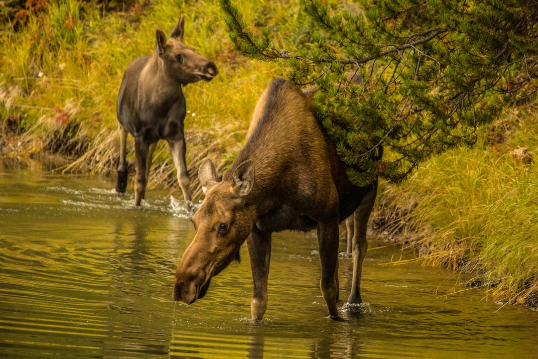 Moose and young | Smithsonian Photo Contest | Smithsonian Magazine