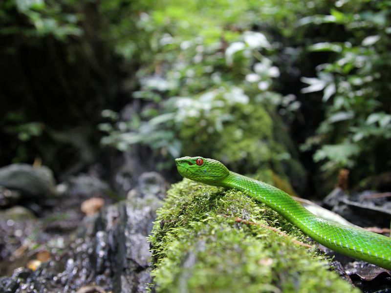 The Pope's Pit Viper ( Trimeresurus popeiorum popeiorum), Venomous ...