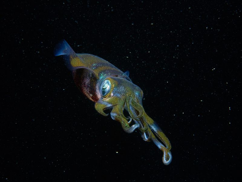 Space Squid | Smithsonian Photo Contest | Smithsonian Magazine
