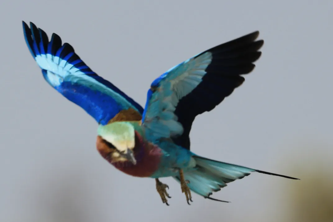 Beauty in Flight | Smithsonian Photo Contest | Smithsonian Magazine