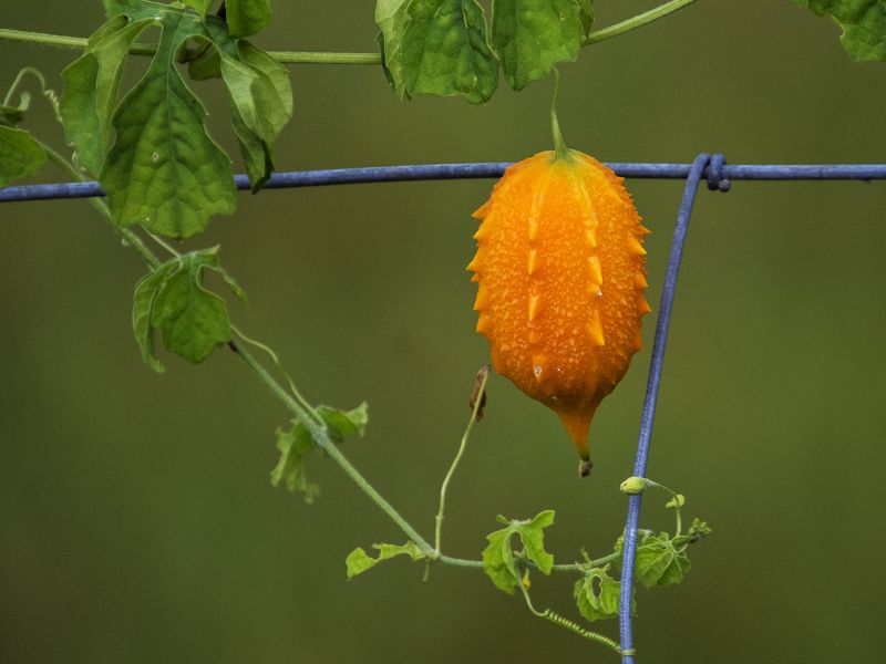 Fruit on the vine | Smithsonian Photo Contest | Smithsonian Magazine