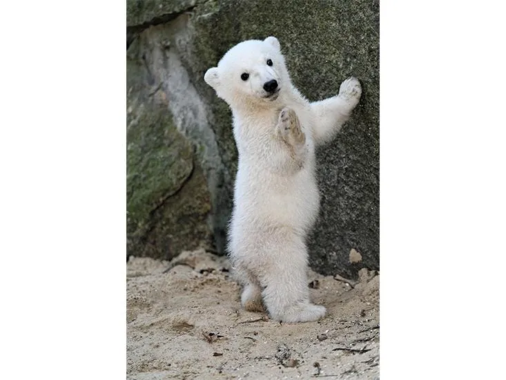 polar bear attack berlin