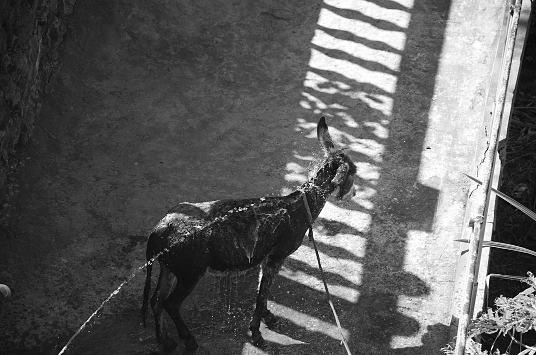 Donkey on the shower | Smithsonian Photo Contest | Smithsonian Magazine