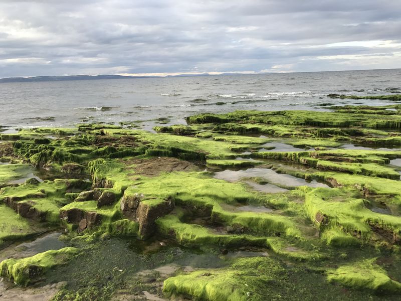 Mossy rocks on the shores of the Norrh Sea. | Smithsonian Photo Contest ...