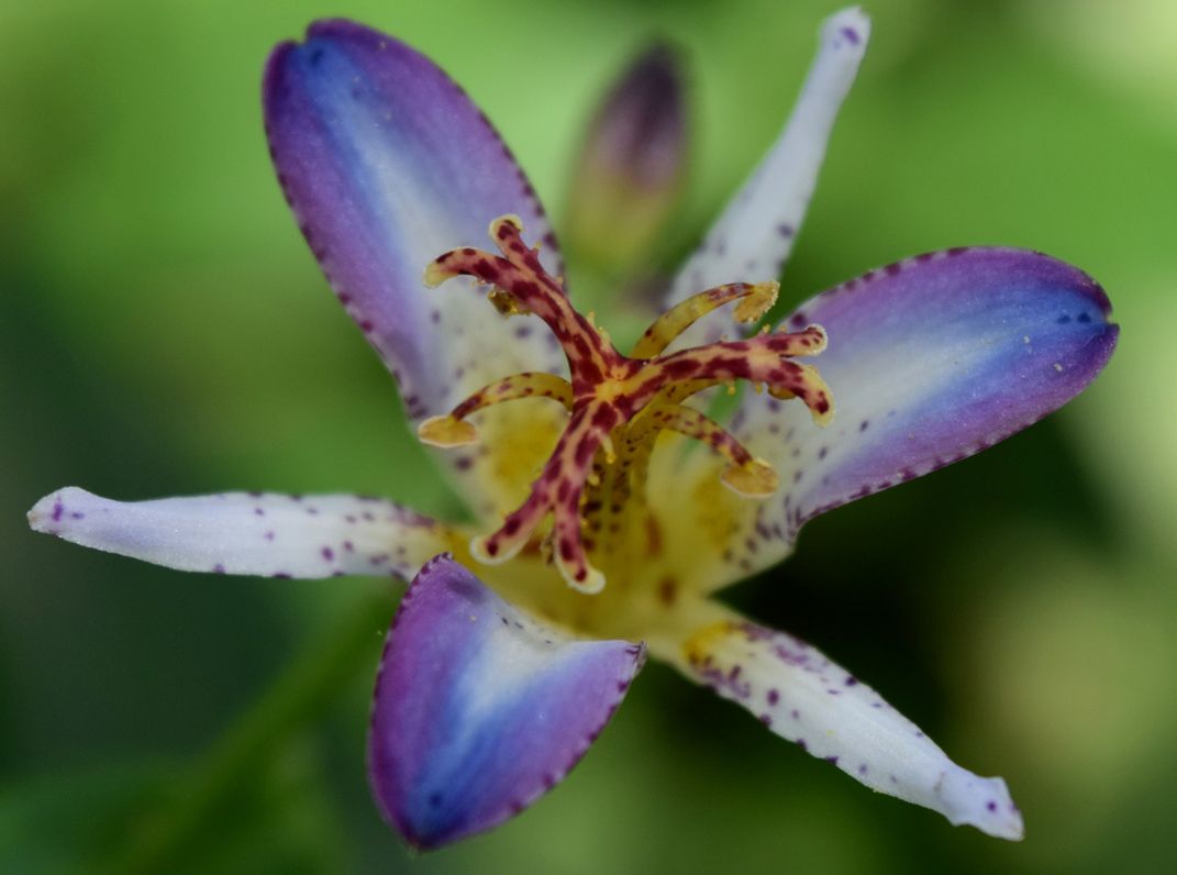 Spotted beauty | Smithsonian Photo Contest | Smithsonian Magazine