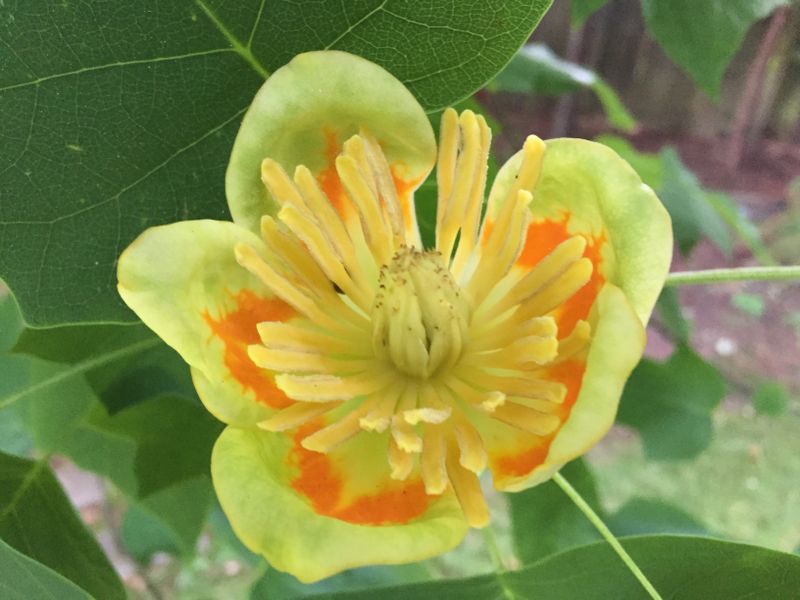 Tulip Tree in Bloom | Smithsonian Photo Contest | Smithsonian Magazine