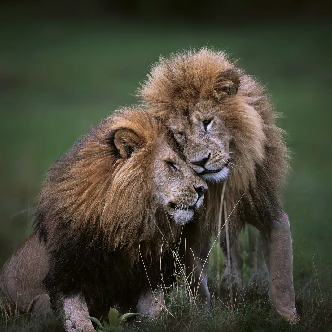 See Ten Gorgeous Photographs of Lions and Discover What Makes the ...