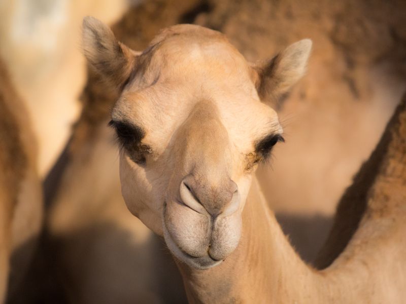 A newborn camel | Smithsonian Photo Contest | Smithsonian Magazine