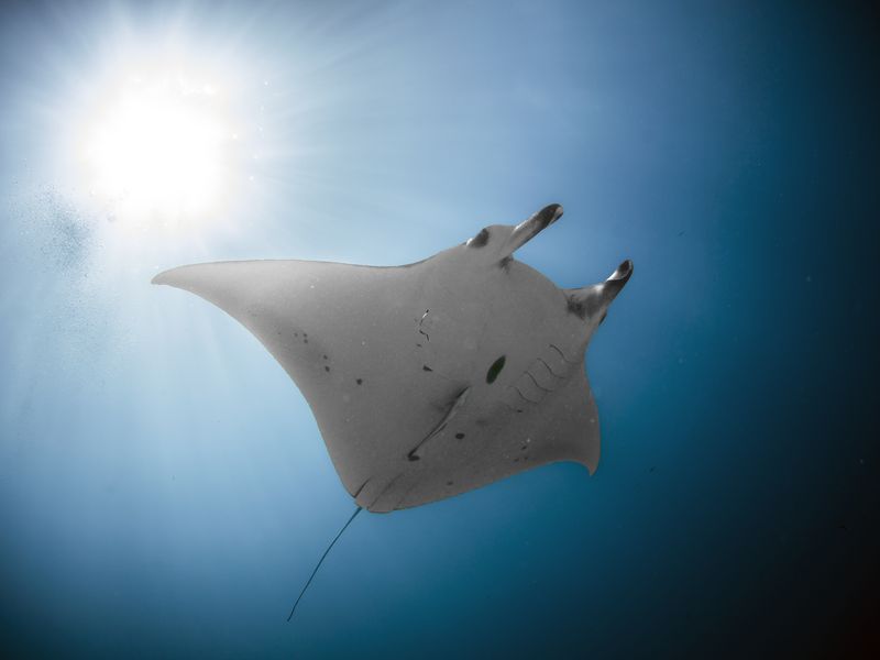 Manta Ray in the Maldives | Smithsonian Photo Contest | Smithsonian ...
