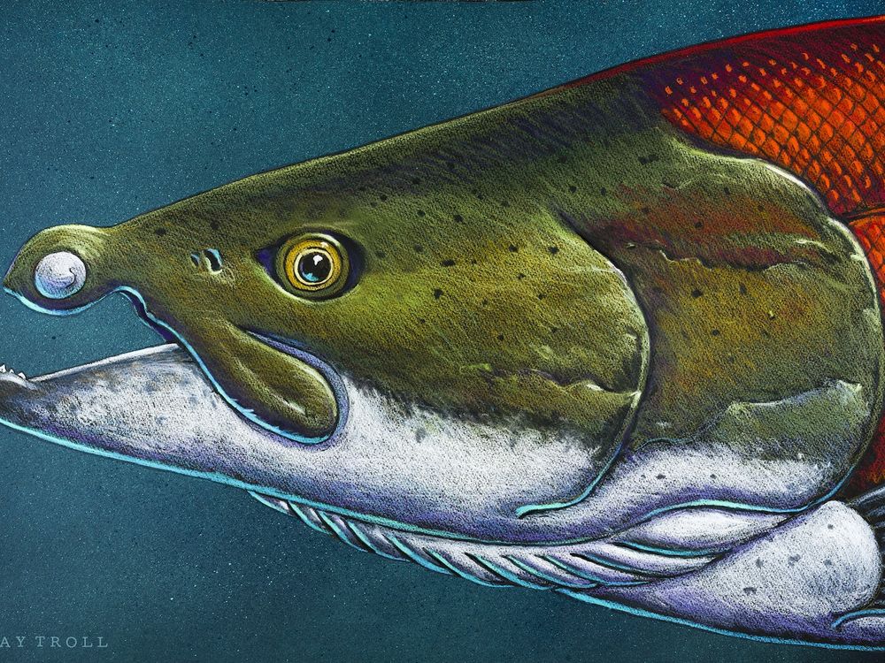 These Massive, Extinct Salmon Had Spiky Teeth Like a Warthog's Tusks