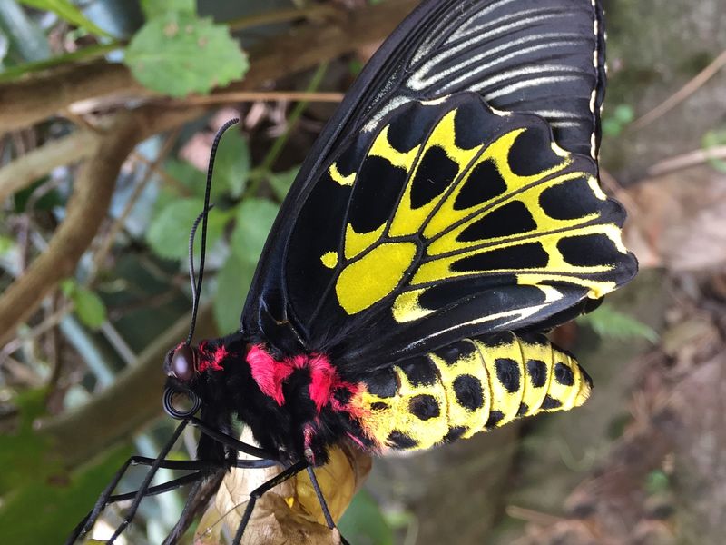 Butterfly and butterfly pupa | Smithsonian Photo Contest | Smithsonian ...