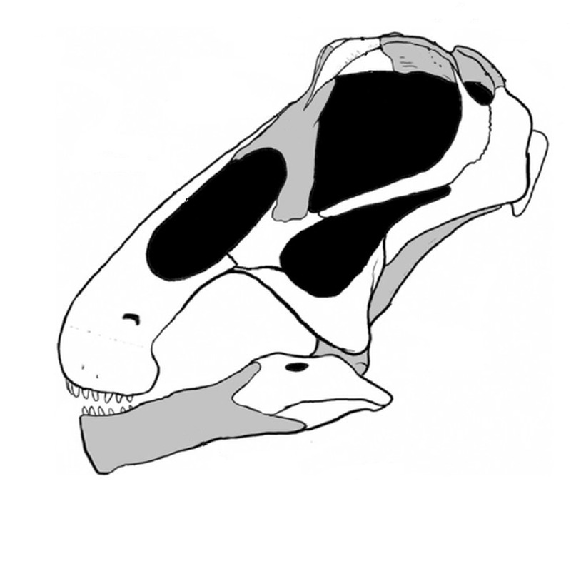 Nigersaurus Skull