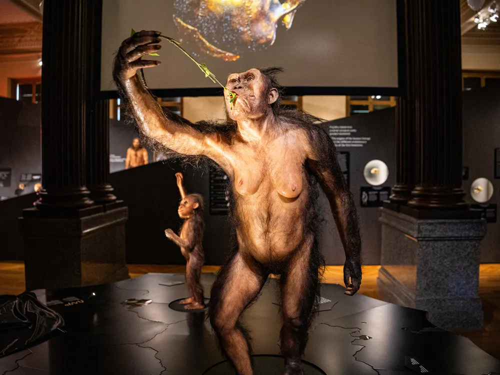 australopithecus lucy museum