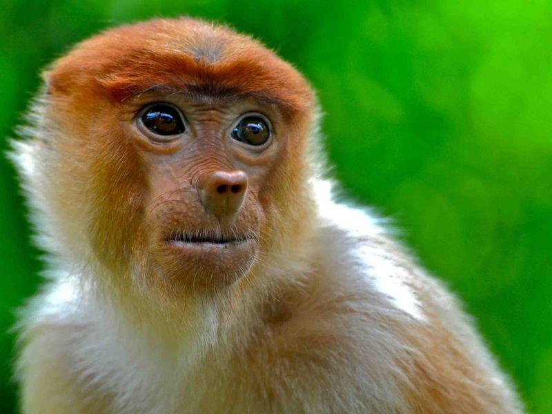 Portrait of a female proboscis monkey on the Kinabatangan River, Borneo ...