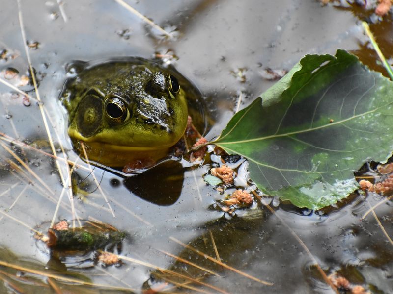 Bull Frog on the pond | Smithsonian Photo Contest | Smithsonian Magazine