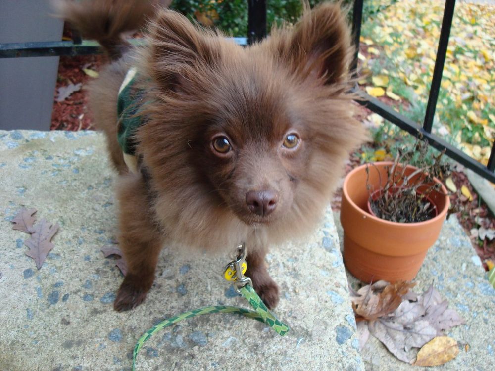 Your Best Friends’ Genes | Smithsonian Voices | Smithsonian Science ...