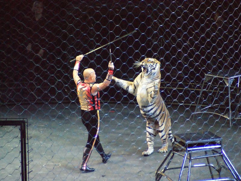 Dancing With A Tiger - Trainer showing what he can get a tiger to do at ...