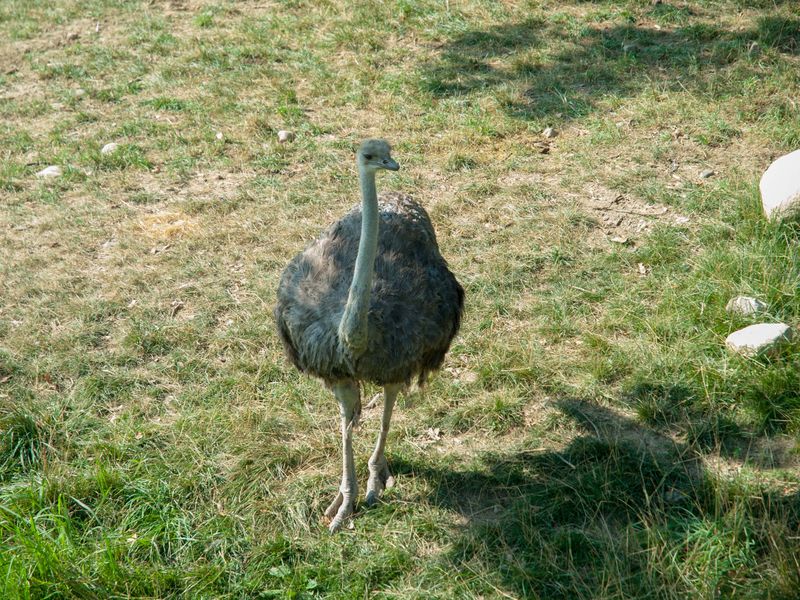 Ostrich at the Zoo | Smithsonian Photo Contest | Smithsonian Magazine