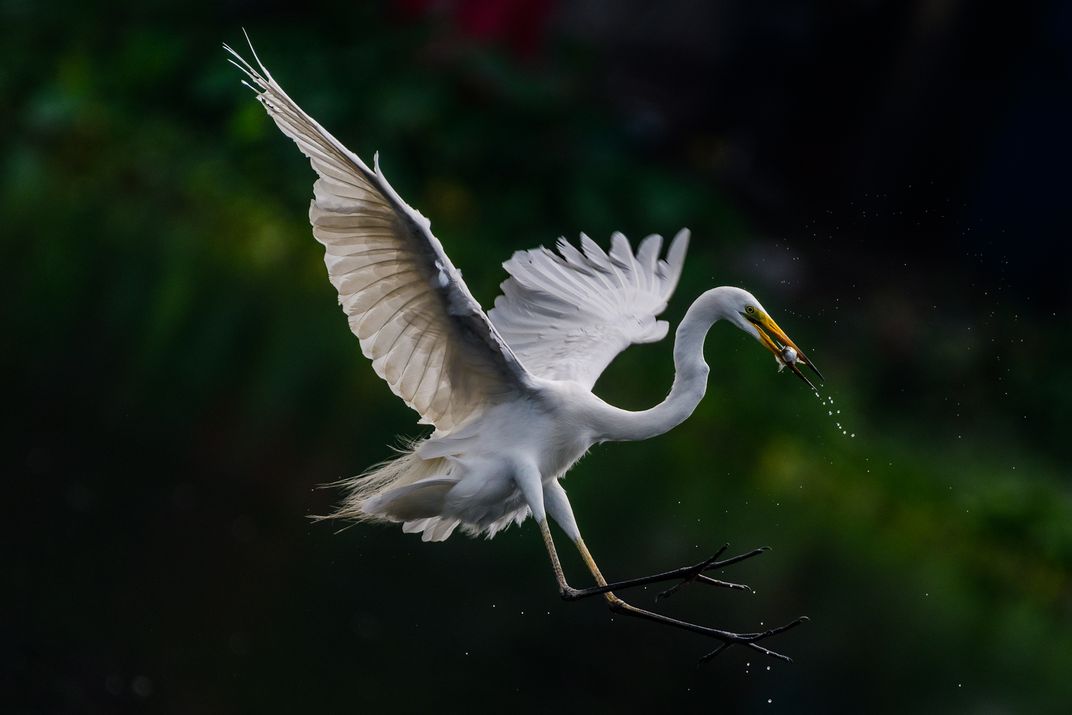 great egret catches fish | Smithsonian Photo Contest | Smithsonian Magazine