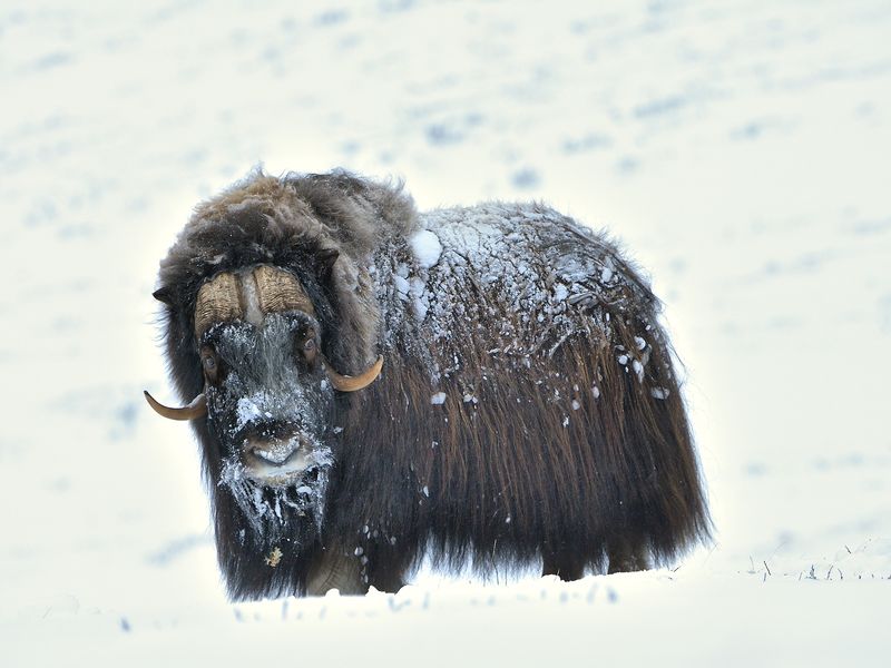 Muskox in winter scenery | Smithsonian Photo Contest | Smithsonian Magazine