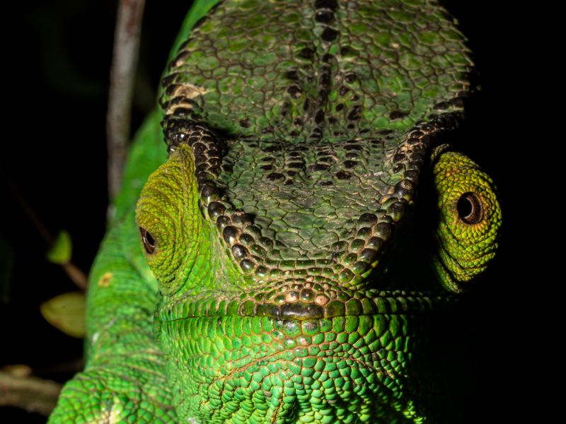 Scaring Chameleon | Smithsonian Photo Contest | Smithsonian Magazine