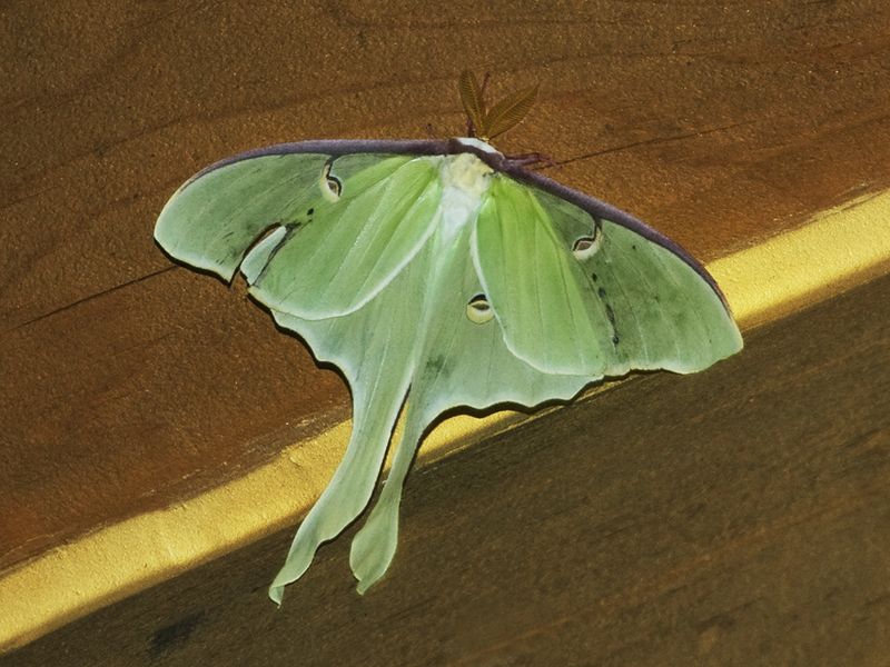 giant green Luna Moth on the exterior wall of my log house ...
