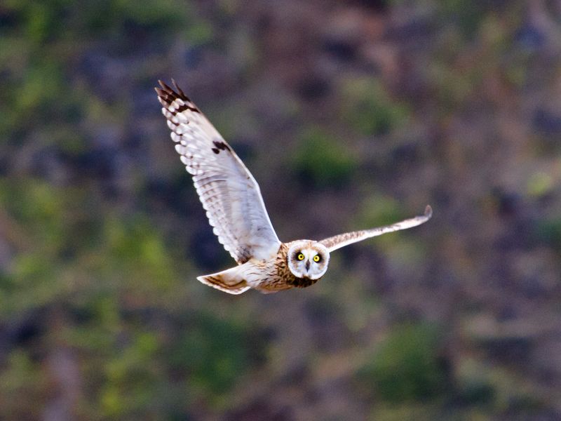 A Hawaiian Owl or Pueo looking at me from the Kokee Park on Kauai ...