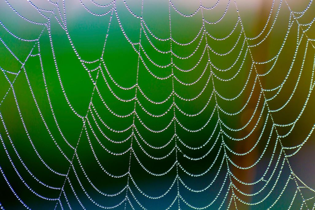 ballooning spider web