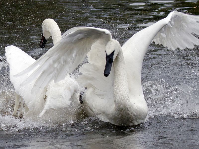 Trumpeter Swan Territorial Display -1 [one of 4 series] | Smithsonian ...