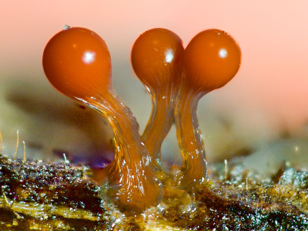 Slime Mold Up Close | Smithsonian Photo Contest | Smithsonian Magazine