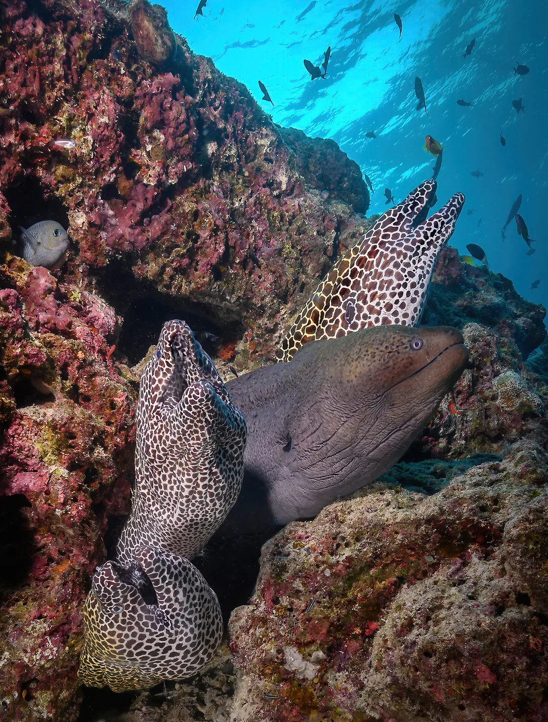 Moray eels sharing a reef in the Maldives. | Smithsonian Photo Contest ...