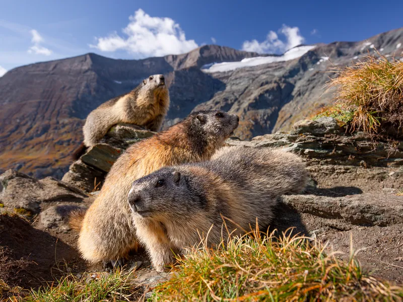 Alpine Marmots | Smithsonian Photo Contest | Smithsonian Magazine