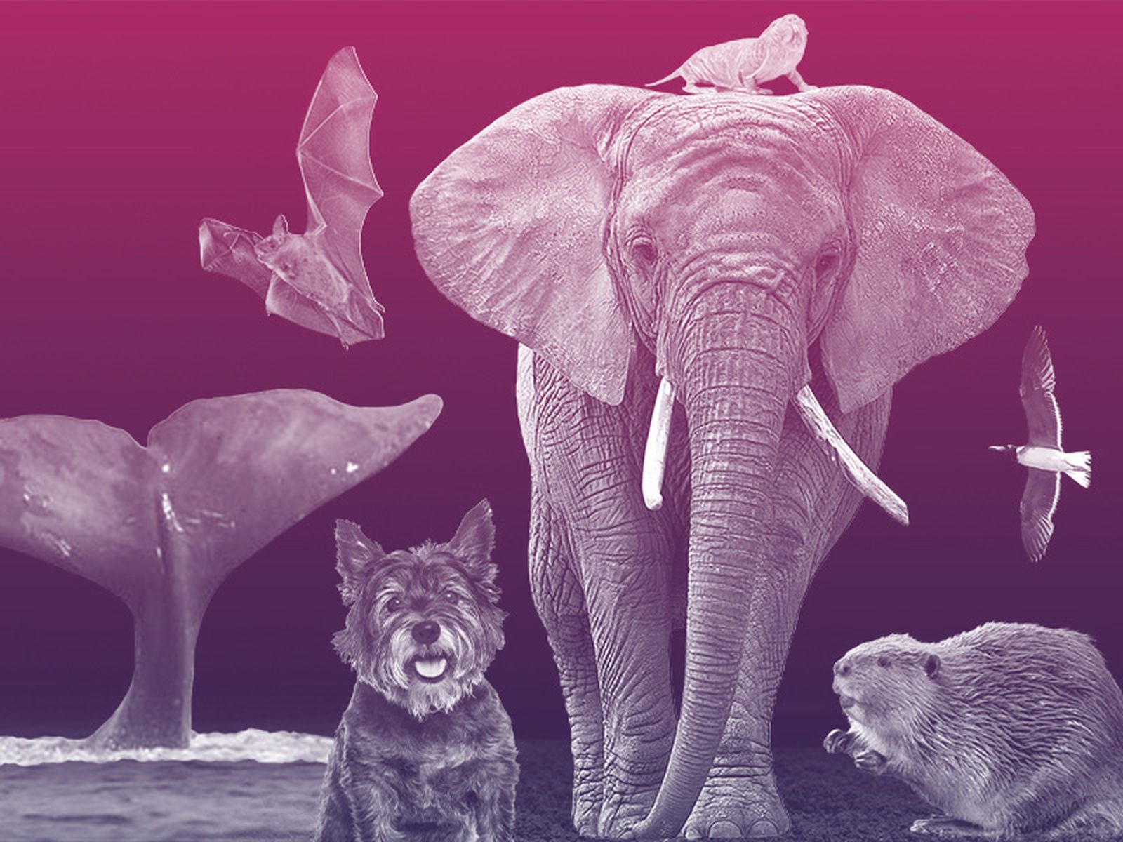 Why Scientists Are Studying the Genetic Tricks of the Longest-Lived Animals