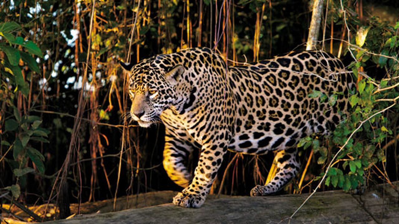 Jaguar Habitat In Rainforest Jaguar Students | Britannica Kids