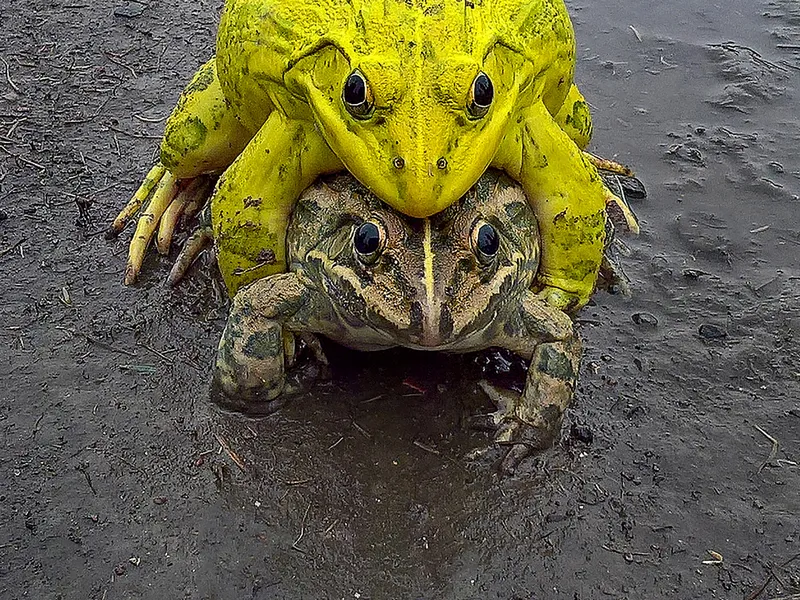 MATING BULL FROG | Smithsonian Photo Contest | Smithsonian Magazine